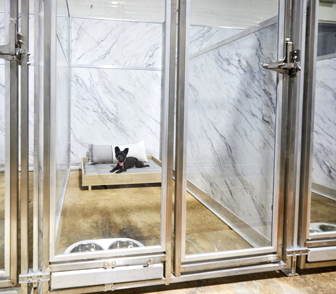 Luxury Boarding | Dallas Dog Palace